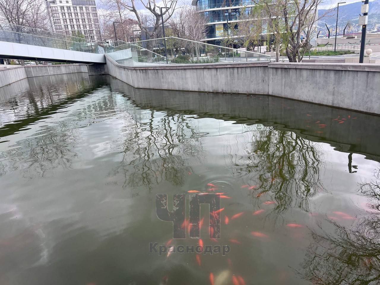 Корм-убийца разорвал рыбок-малюток в городском парке Новороссийска ...